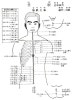 바른자세교정운동센터 김원장의 근육학 흉골근sternalis Muscle 가슴답답함흉통화병가슴통증round